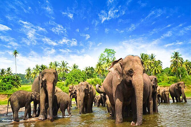 5 Days and 4 Nights Private Tour in Kandy Bentota and Colombo - Key Points