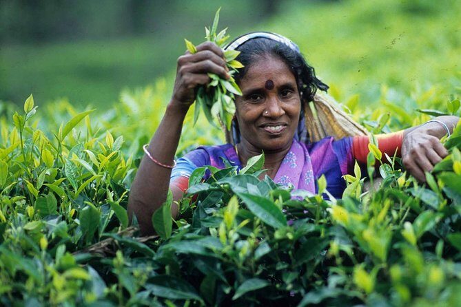 5 Days Bangladesh Tour - Dhaka - Sonargaon - Srimangal - An Honest Look at the 5-Day Bangladesh Tour