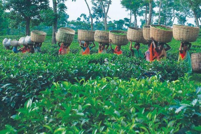 5 Days Bangladesh Tour - Dhaka - Sonargaon - Srimangal - Who Will Enjoy This Tour?