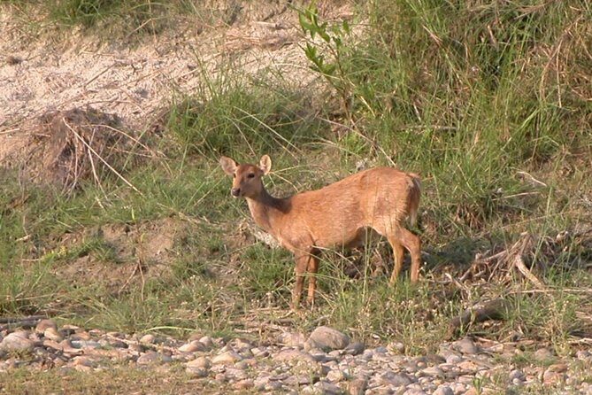 5 Days Bardia National Park Tour with Palpa Overnight Stay - An In-Depth Look at the Itinerary