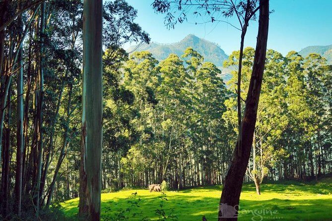 5 Days Budget Kerala Tour Packages by Sanguine Holidays - An In-Depth Look at the Itinerary