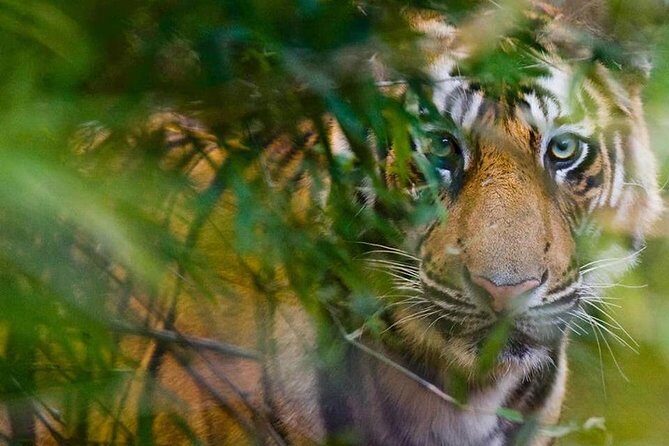 5 Days Golden Triangle Tour and Ranthambore Wildlife Safari - What Travelers Say