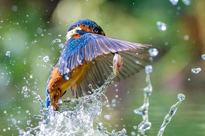 5 Days Golden Triangle Tour with Tiger Safari and Bird Sanctuary - Overall Impressions and Value