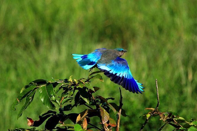 5 Days Golden Triangle Tour with Tiger Safari and Bird Sanctuary - Who Will Appreciate This Tour?