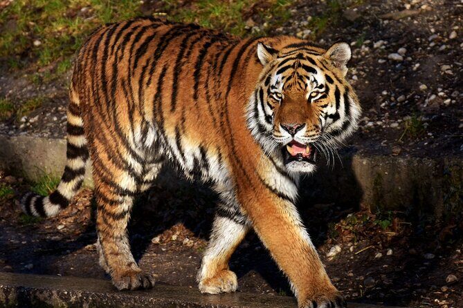 5 Days Golden Triangle Tour with Tiger Safari and Bird Sanctuary - The Sum Up: Is It Worth It?