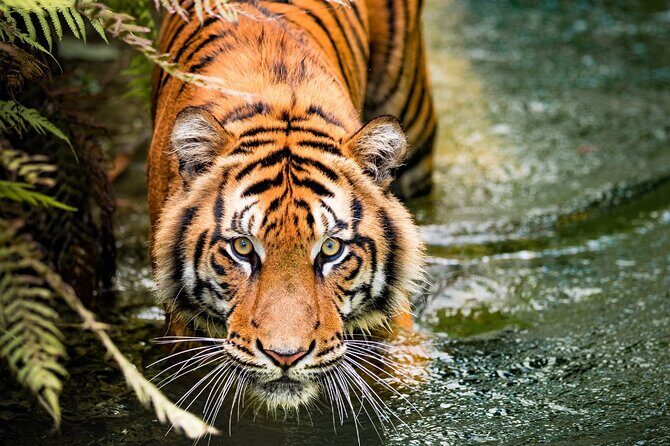 5 Days Golden Triangle with Ranthambore (Delhi Agra Jaipur Ranthambore Tour) - A Practical Overview of This Journey