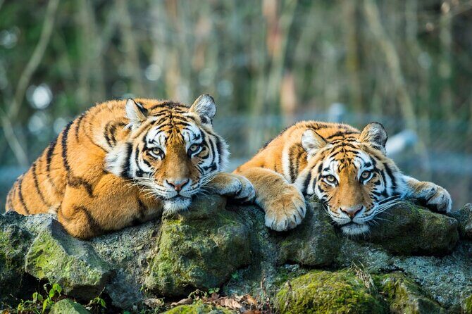 5 Days Golden Triangle with Ranthambore (Delhi Agra Jaipur Ranthambore Tour) - What Travelers Say: Authentic Perspectives from Reviews