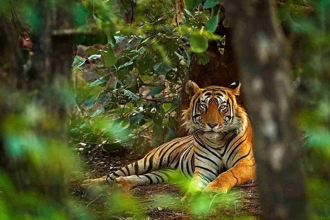 5 Days Golden Triangle with Ranthambore Tiger Safari - Exploring the Itinerary: A Deep Dive