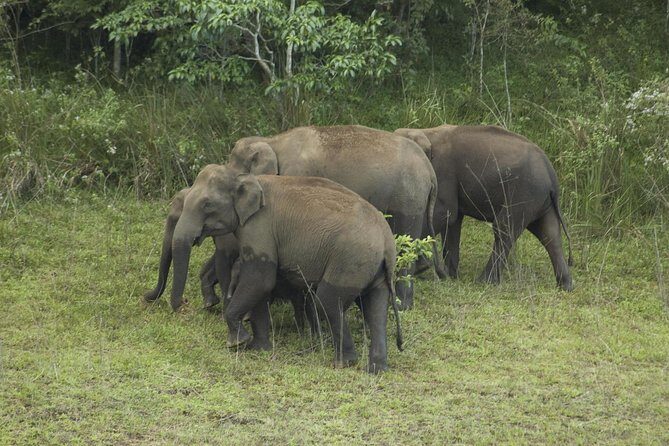 5 Days in Kerala from Kochi - FAQs