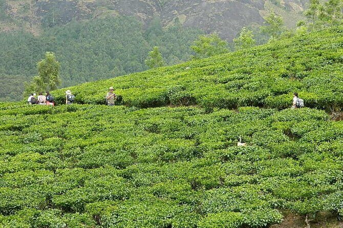 5 Days Kerala Tour with Private Car Houseboat Munnar and Thekkady - Who is This Tour Perfect For?