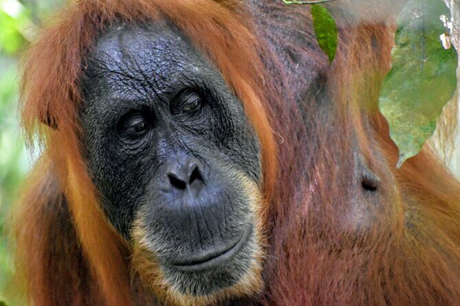 5 Days North Sumatera Adventure : Bukit Lawang & Mount Sibayak - Key Points