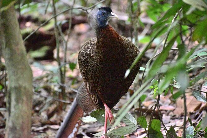 5 Days North Sumatera Adventure : Bukit Lawang & Mount Sibayak - FAQ
