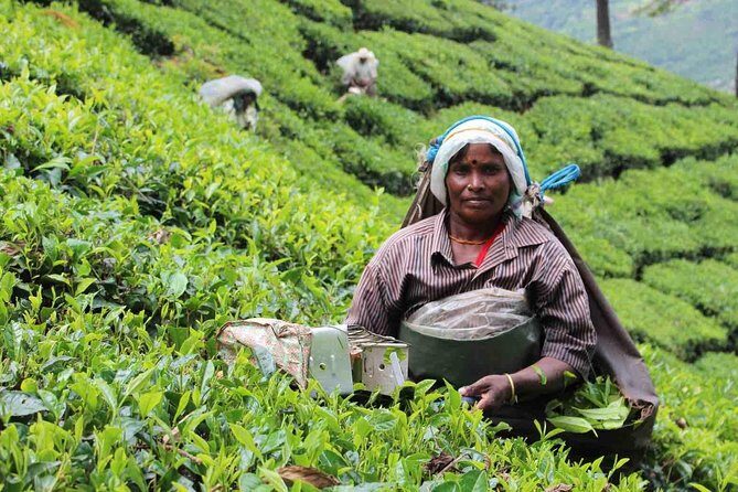 5 Days Private Kerala Tour Package by Saffron India Tours - Introduction: What This Kerala Tour Offers