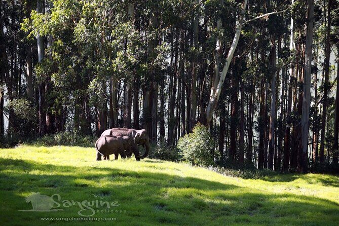5 Days Private Kerala Tour with Houseboat by Sanguine Holidays - FAQ about the 5-Day Kerala Tour