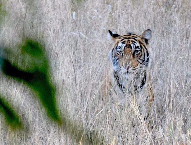 5-Days Private Luxury Golden Triangle Tour Agra Jaipur Delhi - Pricing and Value