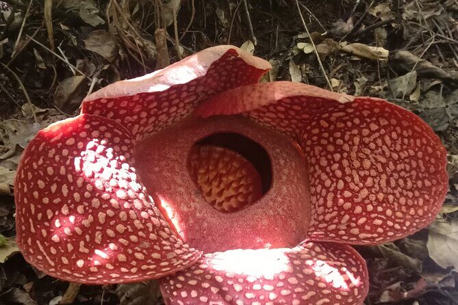 5-Days Private Tour in West Sumatera - Day 1: Coffee with a View and the Sianok Canyon
