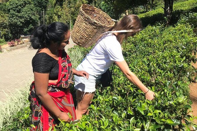 5 Days Tour in Sri Lanka (Hotels with Breakfast & Luxury Car) - Final Thoughts