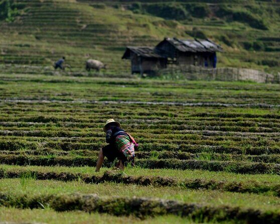 5 days Trekking through Hoang Lien National Park to Lao Cai - Practical Details and What They Mean for You