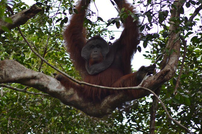 5 Days Truly Orangutan Wildlife Jungle Trail - An In-Depth Look at the Jungle Trail Experience