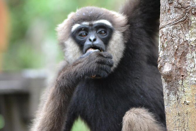 5 Days Truly Orangutan Wildlife Jungle Trail - FAQs about the Orangutan Jungle Trail Tour