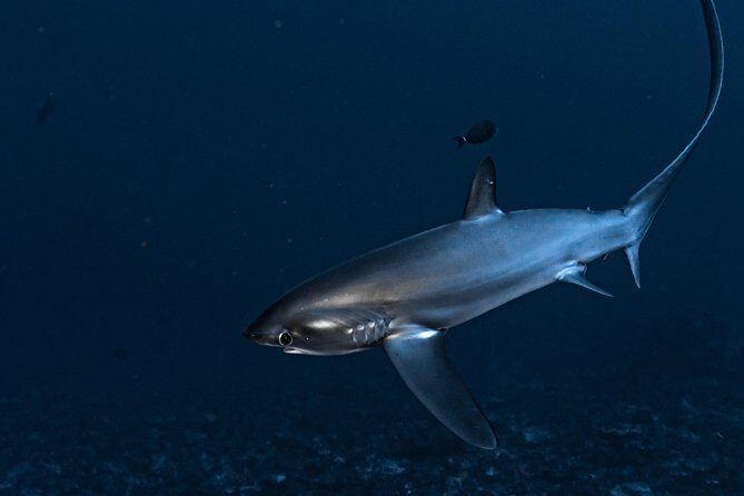 5 Fun Dives in Nusa Lembongan (for certified divers) - Swim with a Mola Mola - Detailed Breakdown of the Itinerary