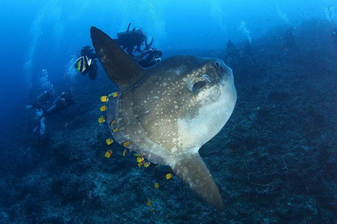5 Fun Dives in Nusa Lembongan (for certified divers) - Swim with a Mola Mola - The Sum Up