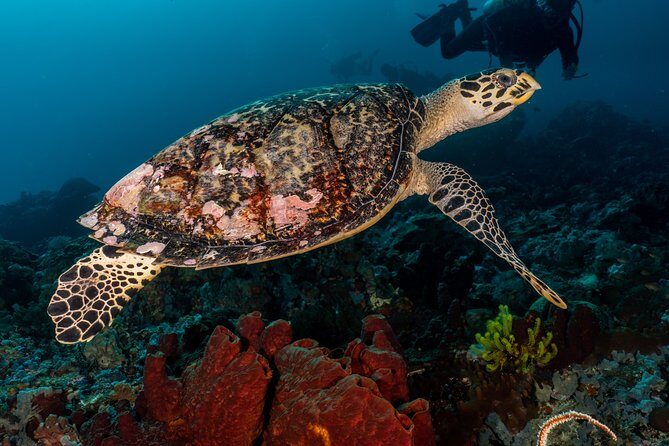 5 Fun Dives in Pemuteran (for certified divers) - Exploration in Menjangan Park - Why This Tour Delivers Outstanding Value