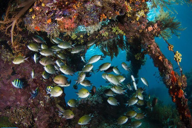 5 Fun Dives in Tulamben (for certified divers) - Discover famous diving sites - Why the Price Reflects Good Value