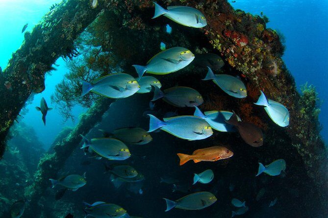 5 Fun Dives in Tulamben (for certified divers) - Discover famous diving sites - Authentic Experiences and Review Highlights