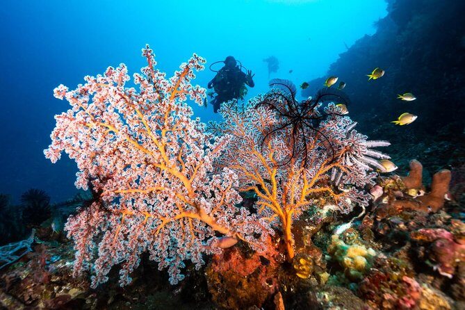 5 Fun Dives in Tulamben (for certified divers) - Discover famous diving sites - Who Should Consider This Tour?