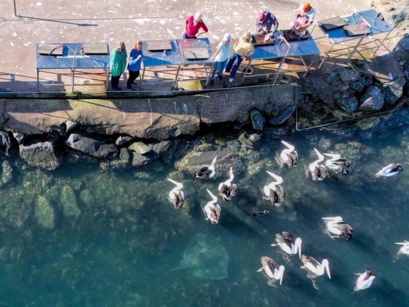 5-hour Eden Small Group Tour: Beaches, Lookouts and More - Who Would Love This Tour?
