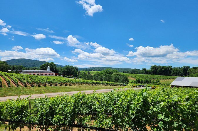 5 Hour Historic Thomas Jefferson Wine Tour - The Sum Up