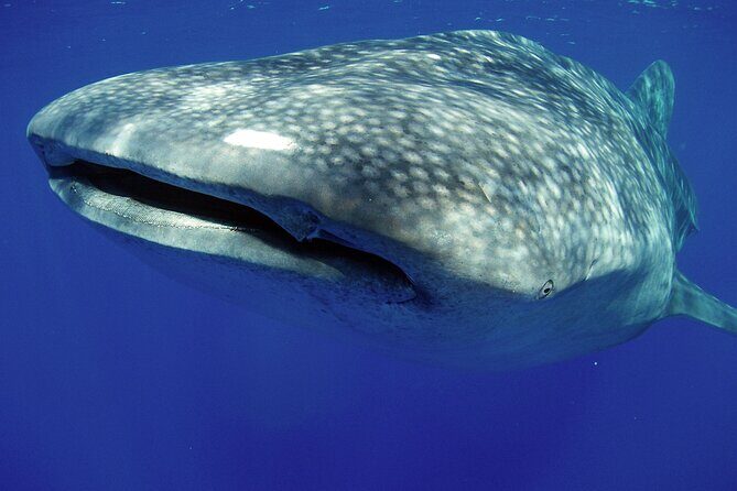 5-Hour Kona Private Boat Charter - Key Points