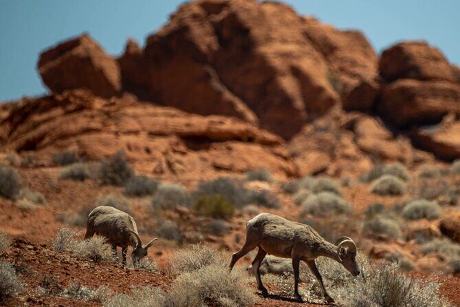 5 Hour Las Vegas Off-Road Secrets: Self Drive Jeep Adventure - A Closer Look at the Itinerary