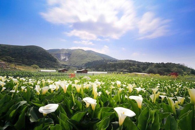 5-Hour Vegetarian Private Tour - Visit Yangmingshan and Taste Veggie Cuisine - Authentic Wildlife and Cultural Insights