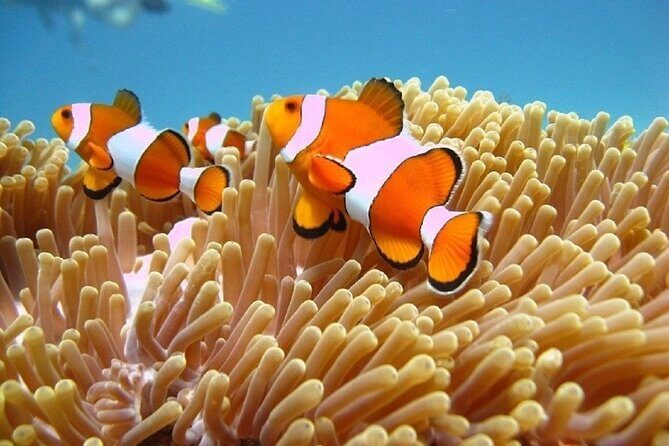 5 Hours Bali Blue Lagoon Snorkeling Tour Including Tanjung Jepun - A Well-Organized Introduction to Bali’s East Coast Underwater World