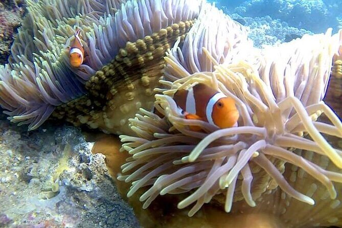 5 Hours Bali Blue Lagoon Snorkeling Tour Including Tanjung Jepun - What Real Travelers Say