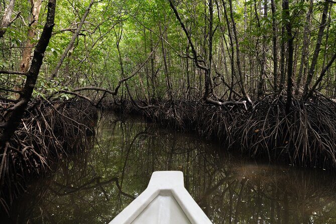5 Hours Mangrove Boat Tour in Langkawi - A Deep Dive into the 5-Hour Mangrove Boat Tour