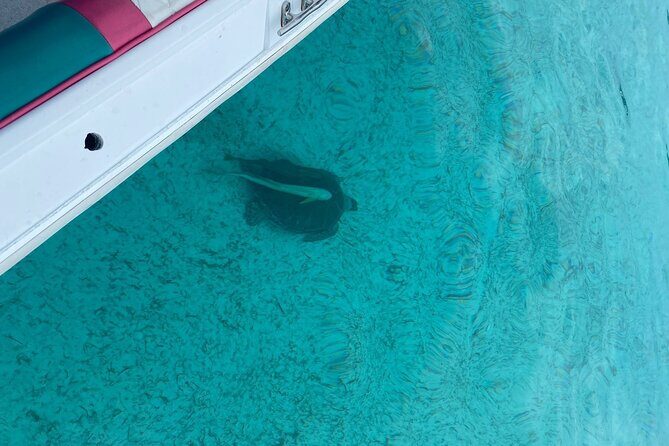 5 Hours Pigs and Turtles with Beach Stop in Bahamas - FAQ