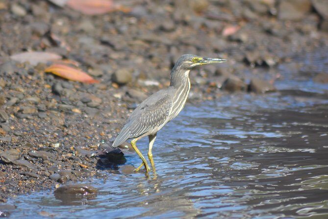 5 Hours Sharing Basis Kilim Mangrove Safari Boat Tour in Langkawi - An In-Depth Look at the Tour Experience