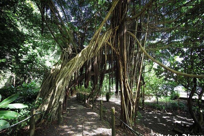 5 Hours Tahiti Island Tour - West and East Coast - Who Should Take This Tour?