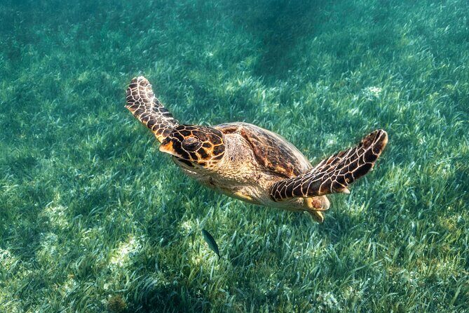5-in-1 Cancun Snorkeling Tour with Sea Life & Transport Included - The Itinerary: A Step-by-Step Breakdown