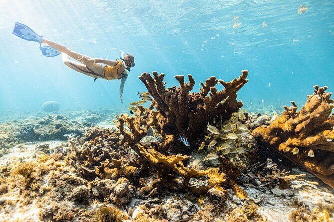 5-in-1 Cancun Snorkeling: Turtles, Reef, Musa, Shipwreck, Cenote - FAQ