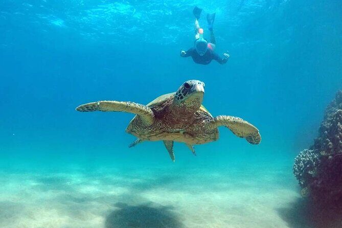 5 in 1 Deluxe Cruise: Turtle Snorkeling, Activities and Pick-Up - The Sum Up