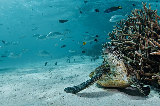 5 Night Ningaloo Reef Ningaloo Escape from Coral Bay - An In-Depth Look at the Ningaloo Escape