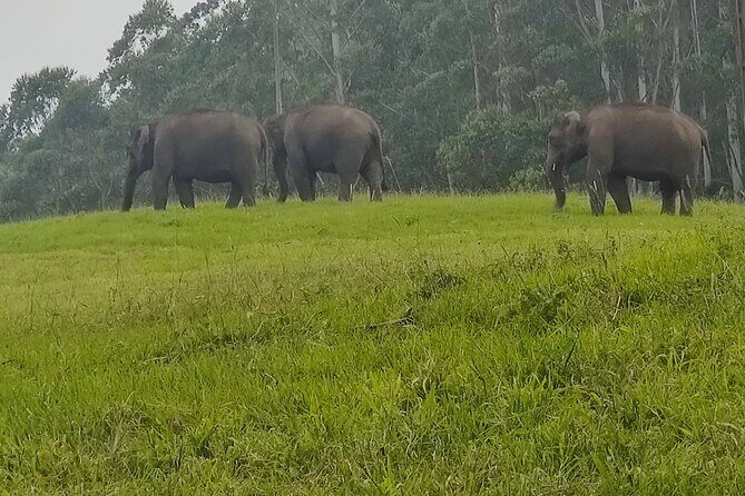 5 Nights 6 Days in Kerala Hills and Backwaters - A Deep Dive into the Kerala Experience