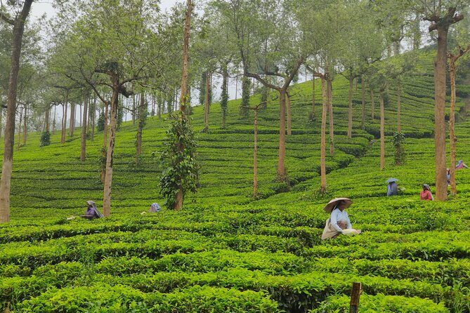 5 Nights 6 Days in Kerala Hills and Backwaters - A Closer Look at the Itinerary