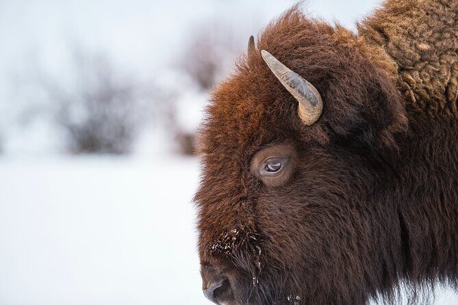 5 Person Full Day PRIVATE Yellowstone Tour- Picnic, Binoculars, Scope, Huge Van - Who Should Consider This Tour?