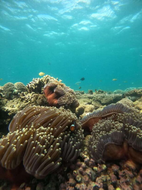 5 Secret Gili Boat Trip & Snorkeling in Southwest Of Lombok - Final Thoughts