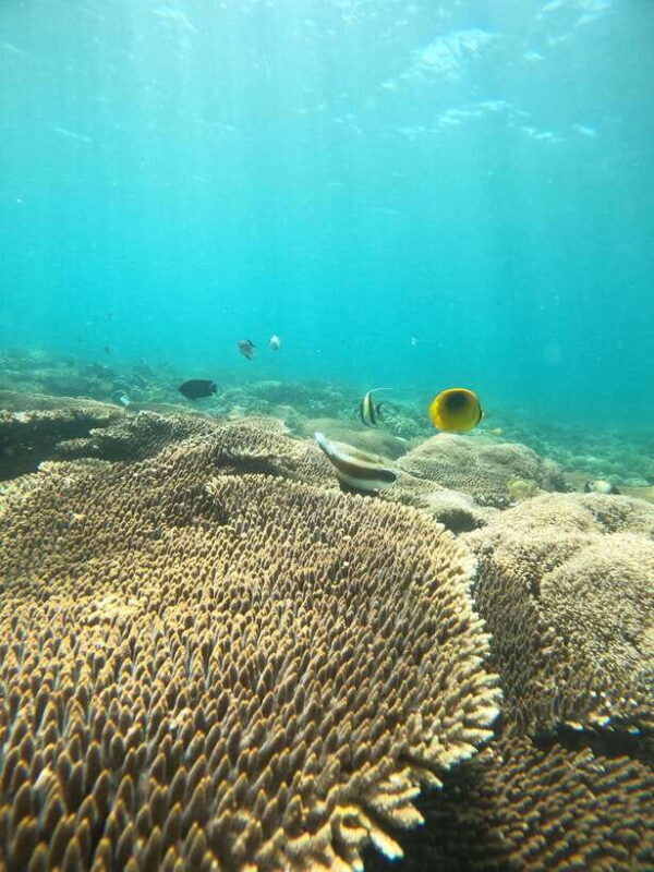 5 Secret Gili Boat Trip & Snorkeling in Southwest Of Lombok - FAQ